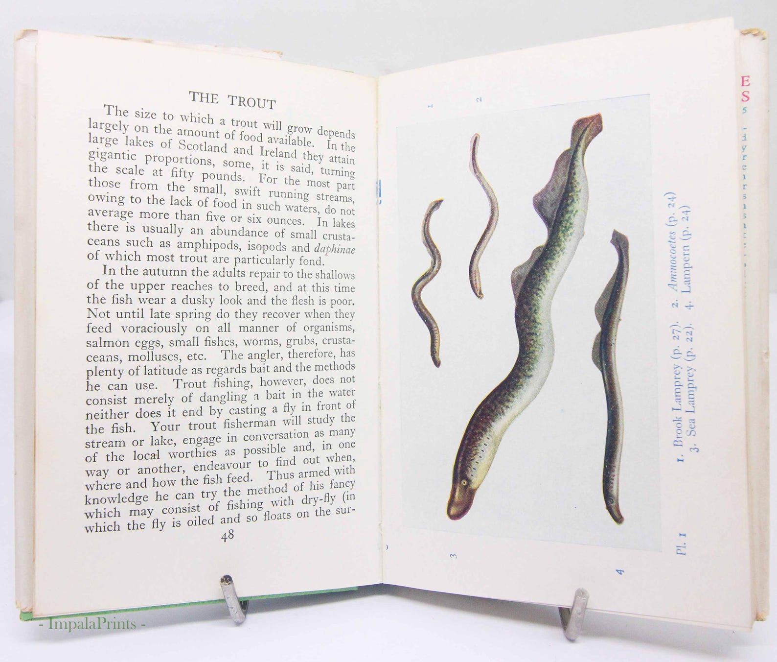 Freshwater Fishes Handbook 1960s Collectable Book Illustrated Fishing ...