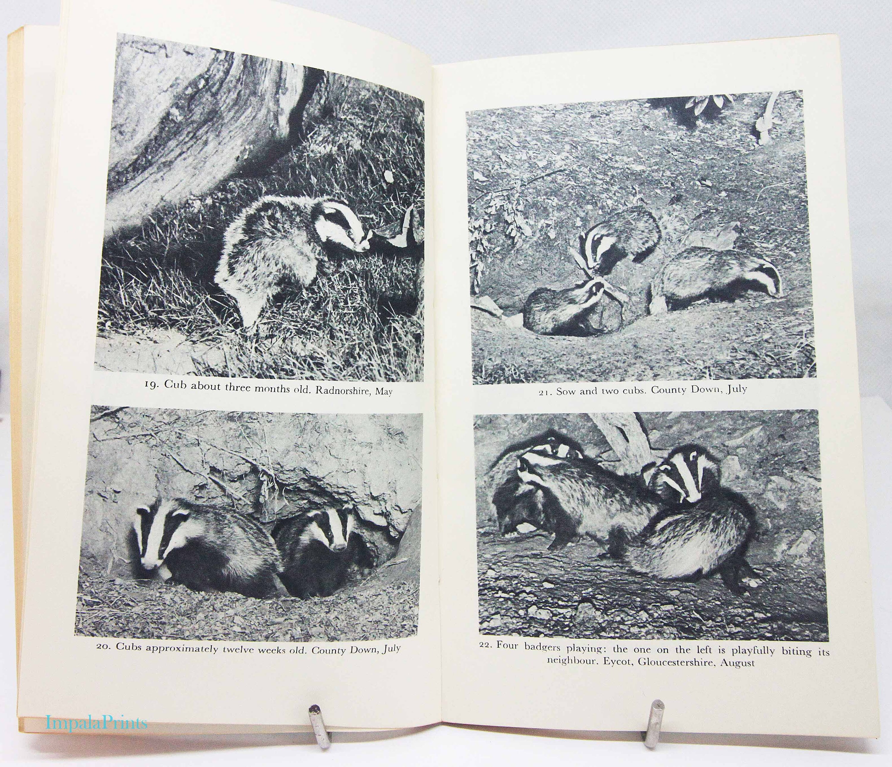 The Badger Nature Book Vintage Guide Factual 1958 Book Paperback Nature ...