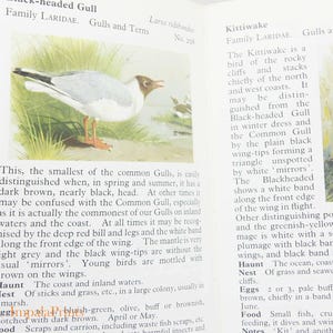 Birdwatching Vintage Book Illustrated Bird Book Nature Hardback ...