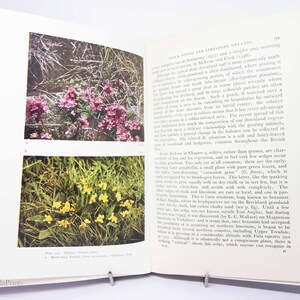 Book of Wild Flowers Illustrated Guide Flower Picture Book Guide ...