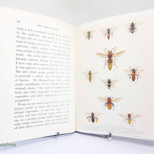 Antique Bee Books - Etsy