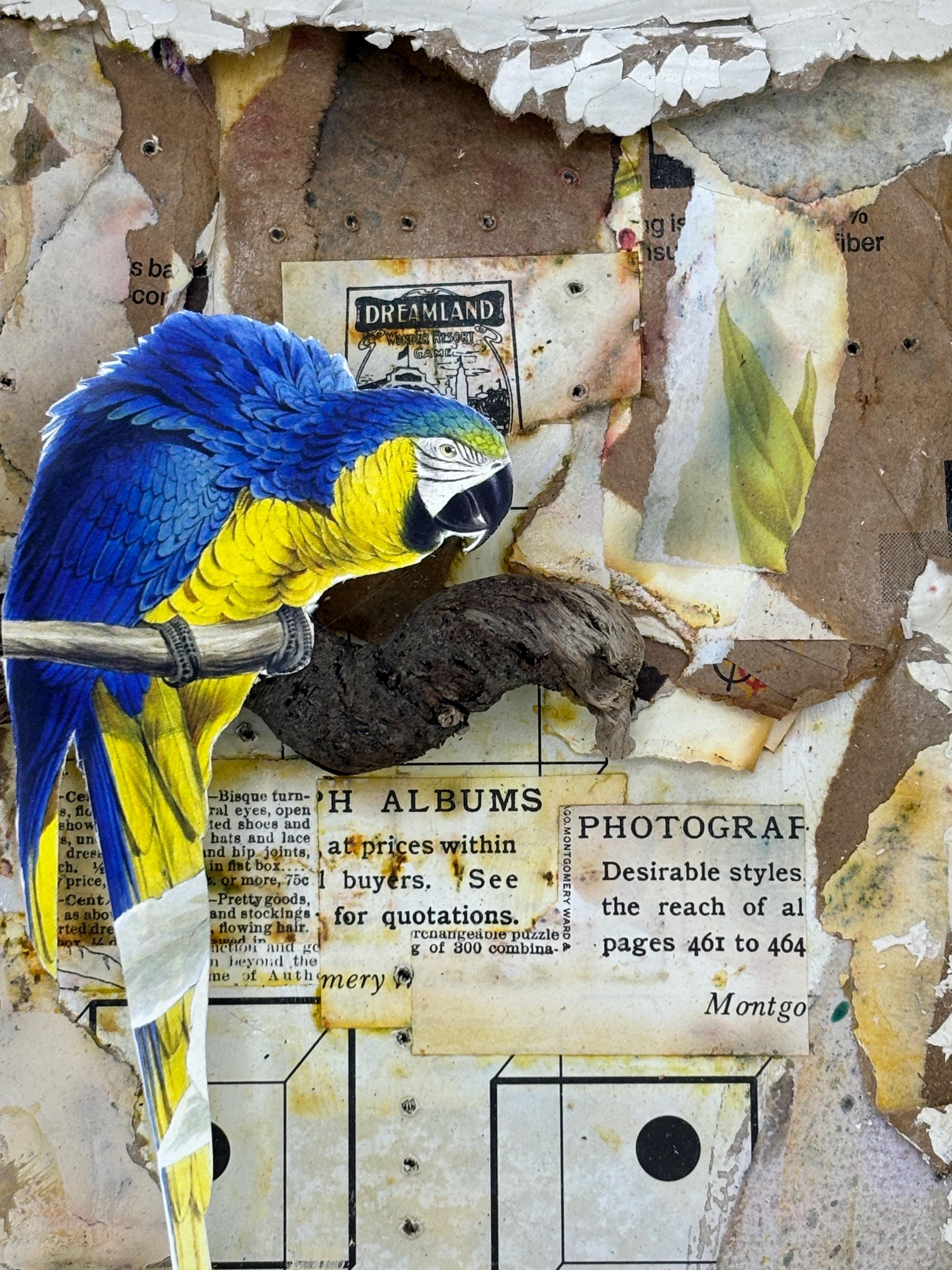 Parrot Habitat Shadow Box Assemblage - Etsy