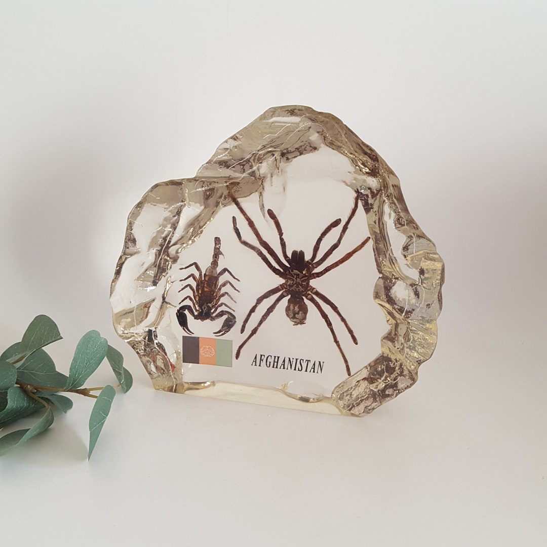 Scorpion & Spider! Large Resin Paperweight From Afghanistan Insects 7x7 ...