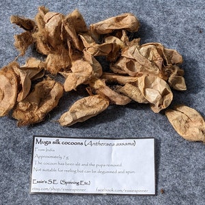 Muga Silk Cocoons (antheraea Assama) 7 G With Pupa Removed - Etsy