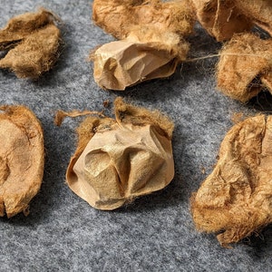 Muga Silk Cocoons (antheraea Assama) 7 G With Pupa Removed - Etsy