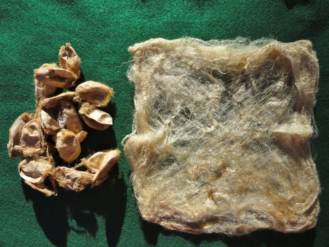 Muga silk cocoons Antheraea assama 7 g with pupa removed | Etsy