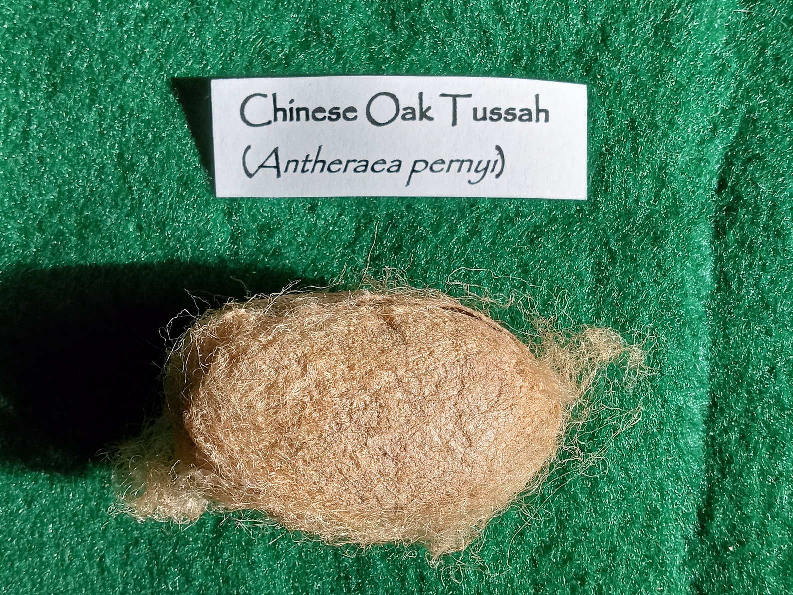 Silk Species Sample Pack Eri Muga Tussah Chinese Oak | Etsy