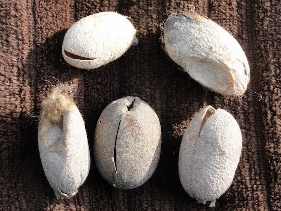 5 Indian Tussah Cocoons With Pupa Removed No Peduncle - Etsy