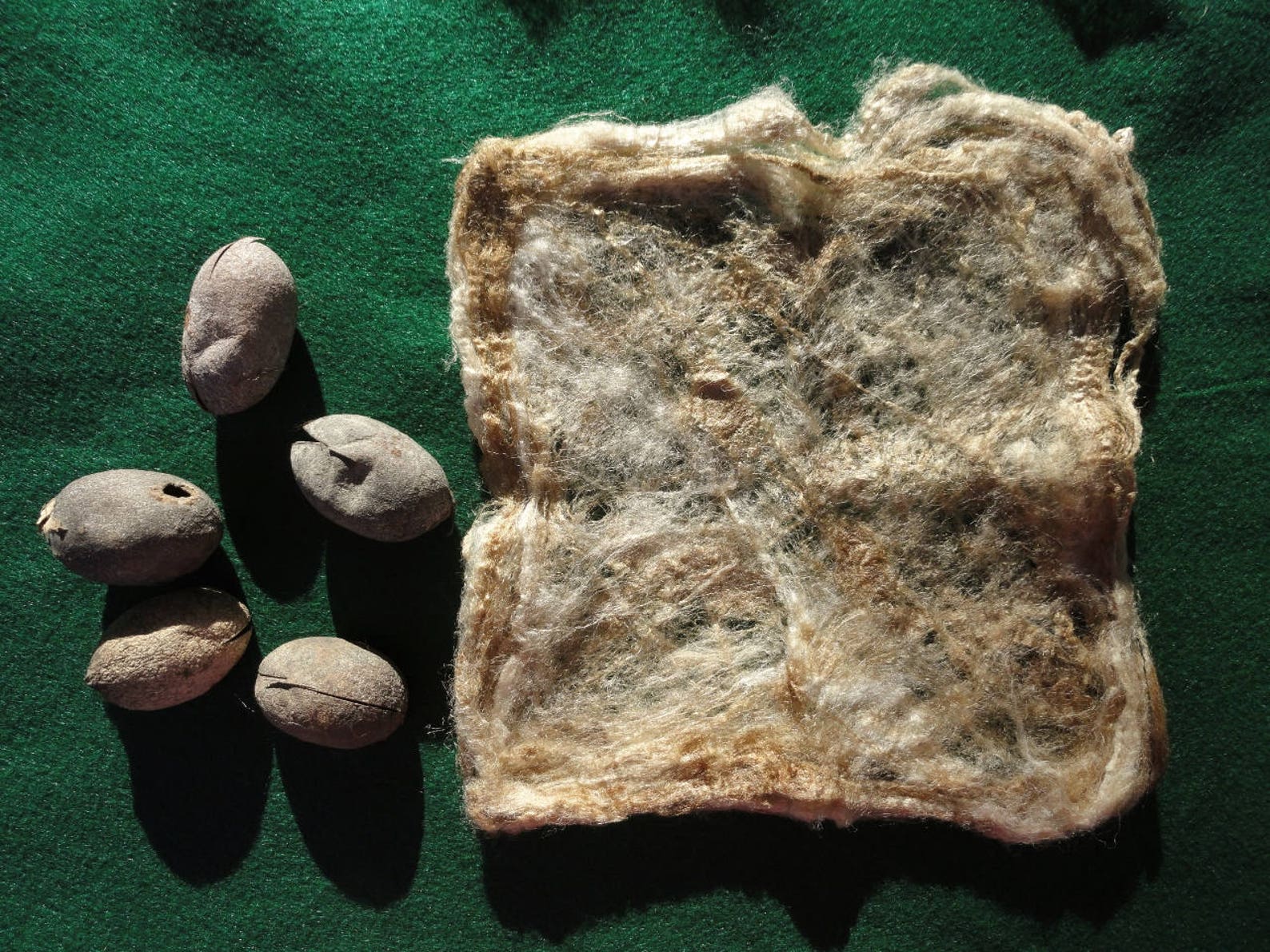 5 Indian Tussah Cocoons With Pupa Removed, No Peduncle (antheraea ...