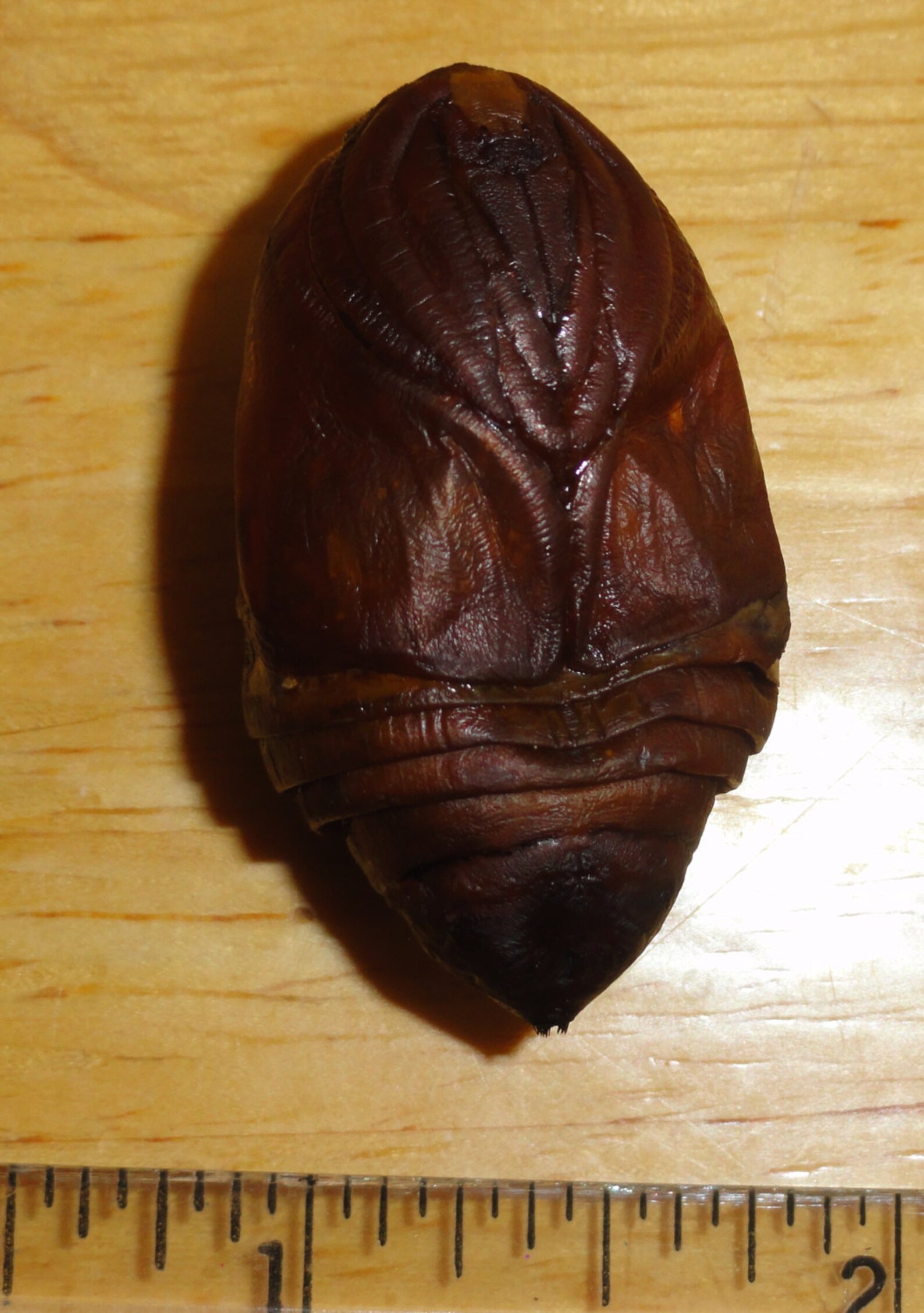 5 Chinese Oak Tussah cocoons with intact pupa mummified - Etsy