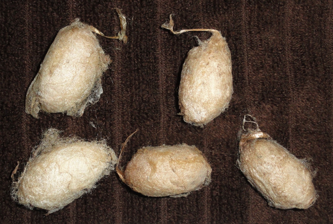 5 Chinese Oak Tussah Cocoons With Intact Pupa mummified Antheraea ...