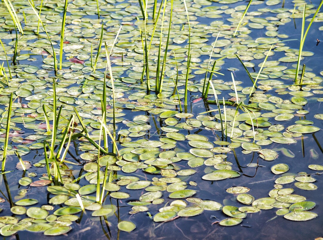 Photo Art Print of Floating Water Plants and Grass- Abstract Pattern ...