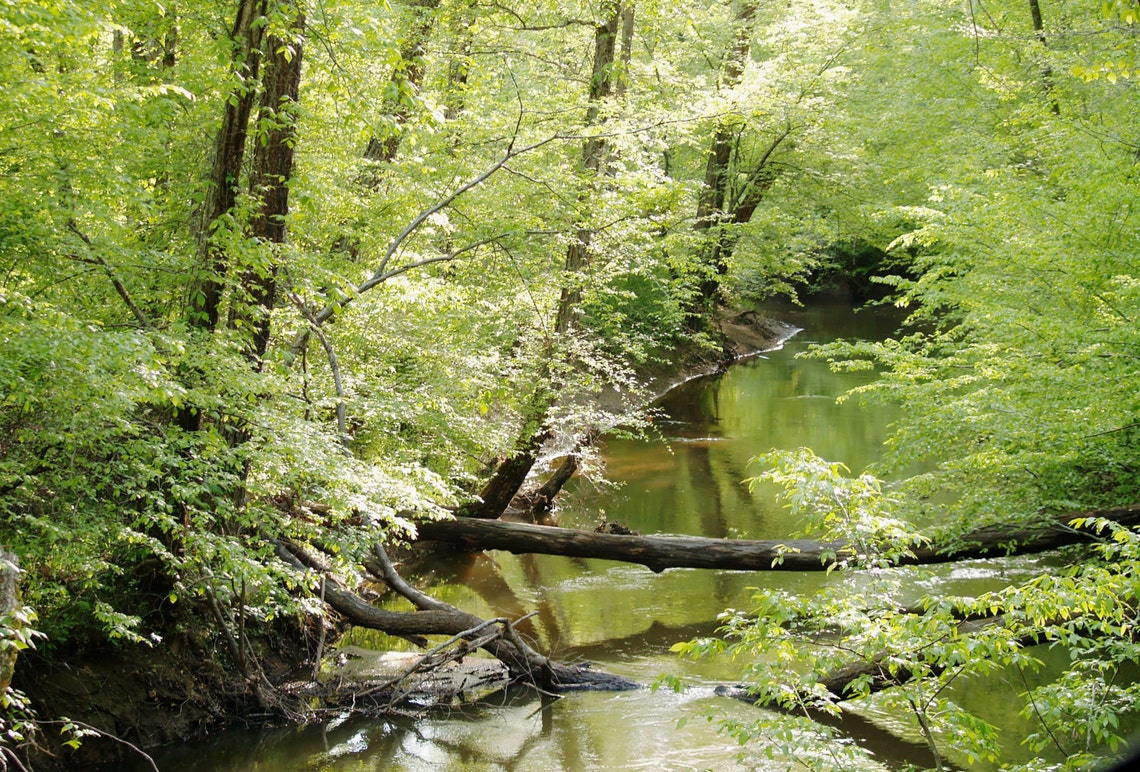 Fine Art Photo Print of Deep Wood Stream Scene in Summer - Etsy