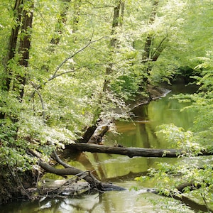 Fine Art Photo Print of Deep Wood Stream Scene in Summer - Etsy