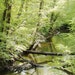 Fine Art Photo Print of Deep Wood Stream Scene in Summer - Etsy