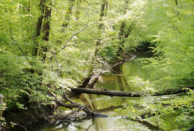 Fine Art Photo Print of Deep Wood Stream Scene in Summer - Etsy