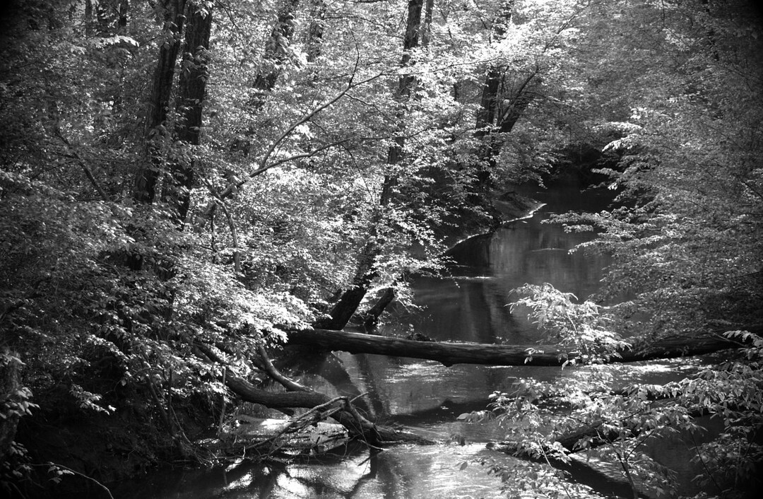 Fine Art Photo Print of Deep Wood Stream Scene in Summer - Etsy