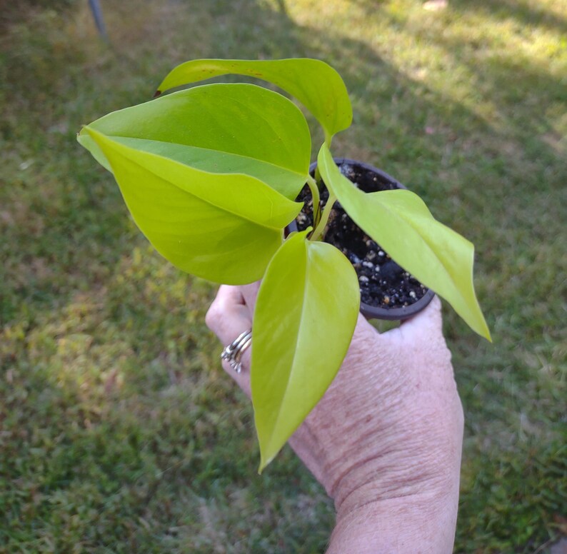 Neon Pothos (epipremnum Aureum 'neon') - Etsy