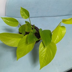 Neon Pothos (epipremnum Aureum 'neon') - Etsy