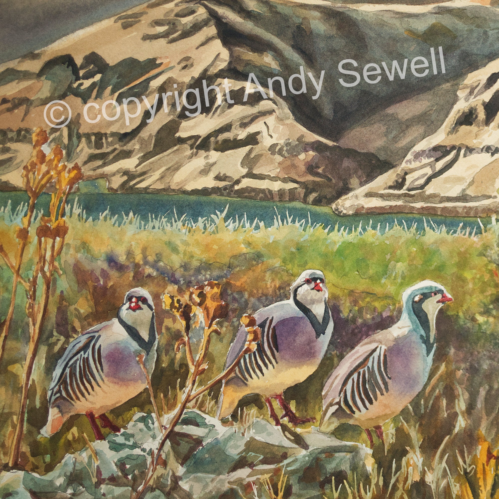 Chukar ART PRINT an open ed. giclee reprod of Chukars, game bird wall ...
