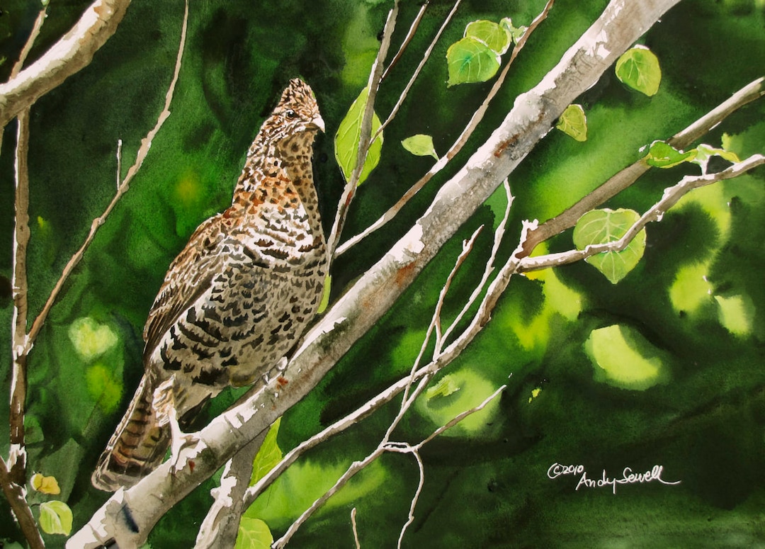 Ruffed Grouse Watercolor Print: Limited Edition Bird Art - Etsy