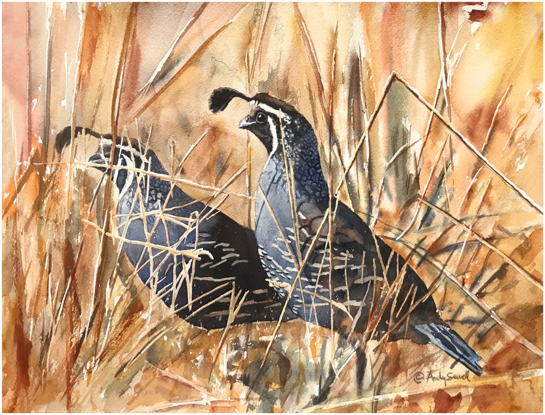 Quail Paintings