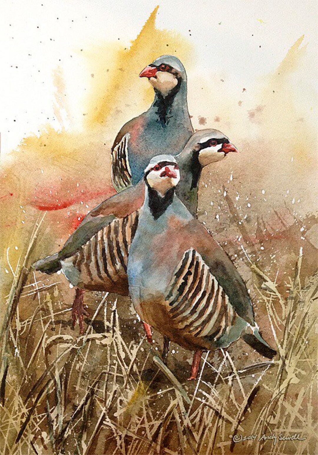 Chukar Art Print: Limited Edition Watercolor Bird Giclee - Etsy