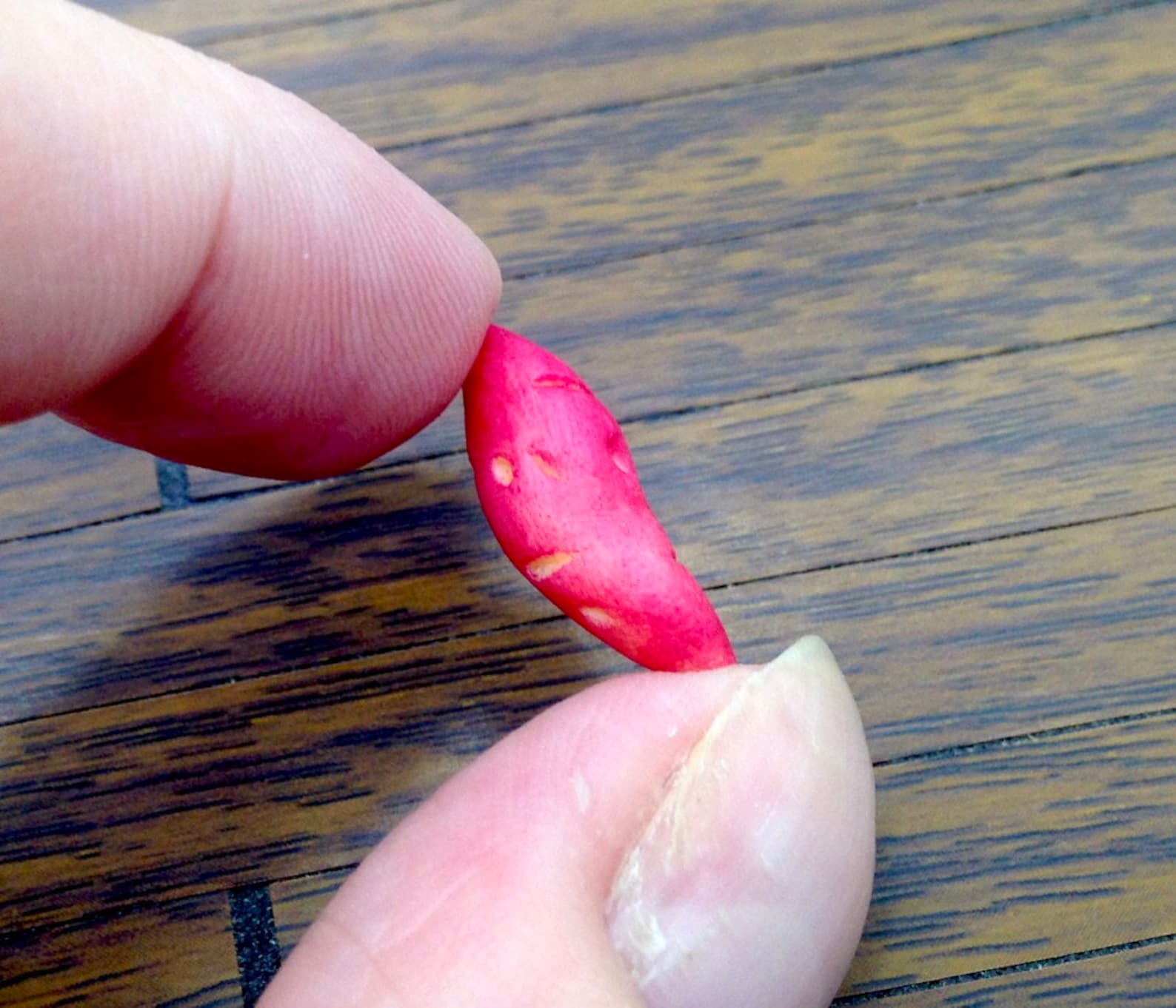 20 Miniature Dollhouse Sweet Potatoes Clay Polymer Red White Vegetables ...