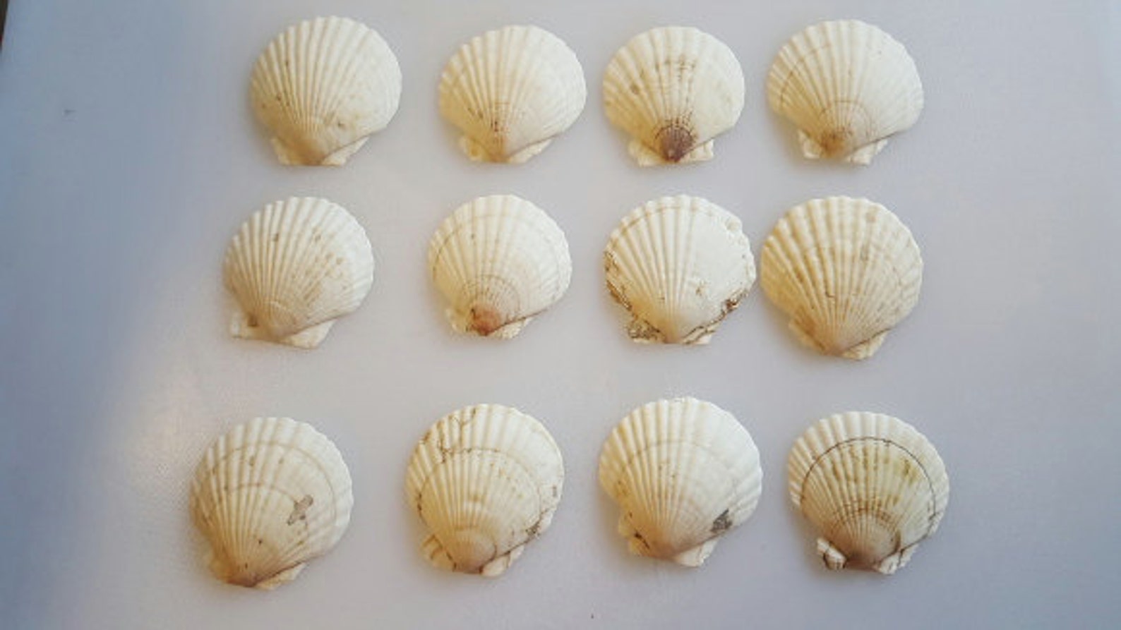Natural Scallop Shells for Hors D'oeuvres - 3 X 3 Inches - Set of 12pcs ...