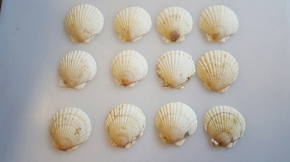 Natural Scallop Shells for Hors D'oeuvres 3 X 3 Inches - Etsy