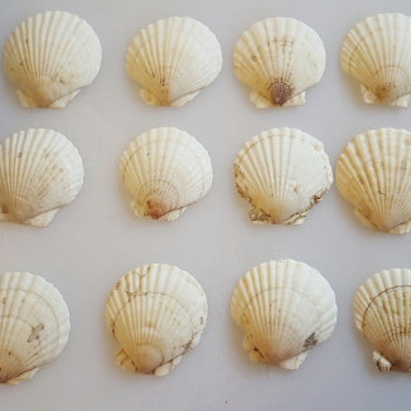 Scallop Shell - Etsy