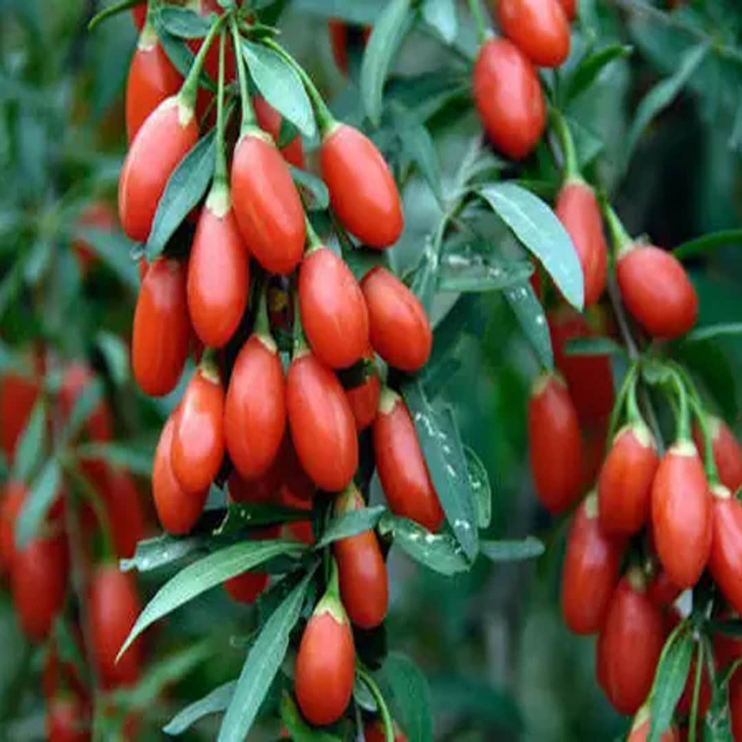 Pack of 50 Red Goji Berry Seeds, High Quality Goji Berry Seeds ...
