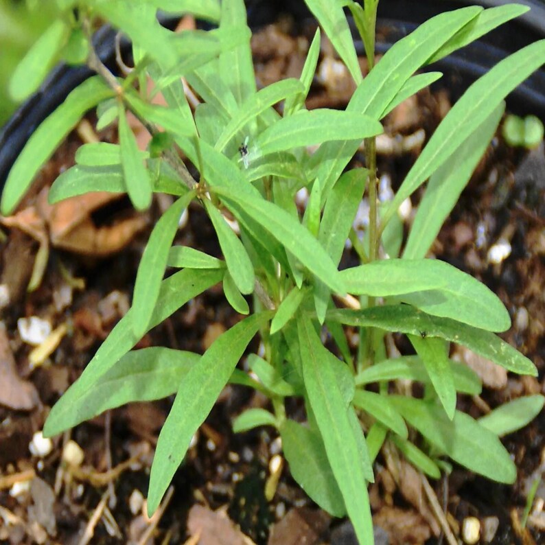 Pack of 50 Red Goji Berry Seeds, High Quality Goji Berry Seeds ...