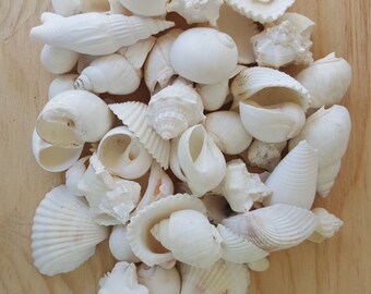 White sea shells | Etsy
