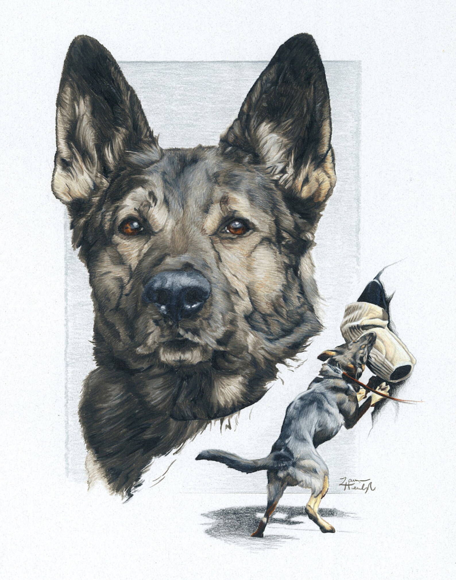 Print of German Shepherd Police K9 Drawing - Etsy