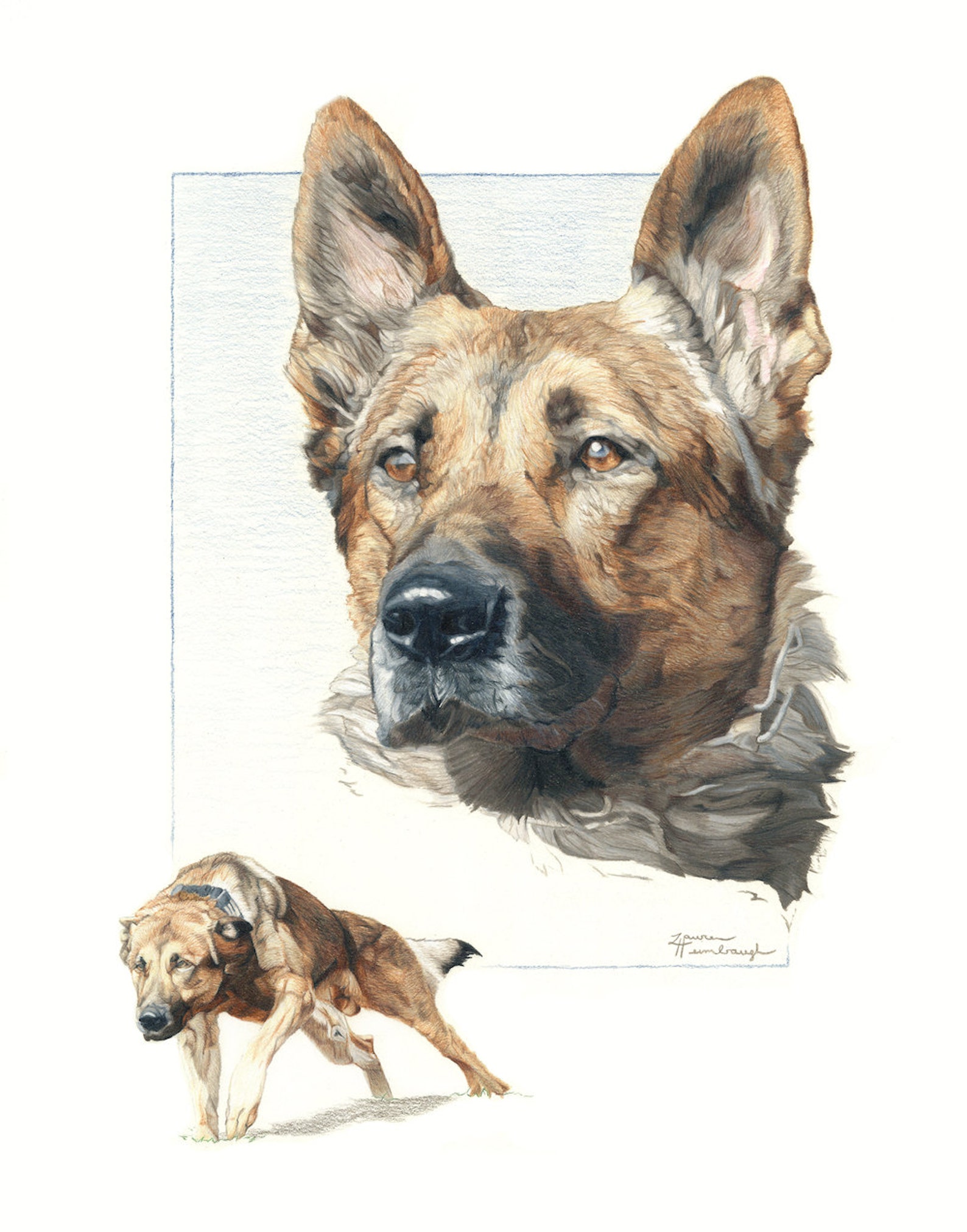 Print of Police K9 shepherd/malinois Mix Drawing | Etsy