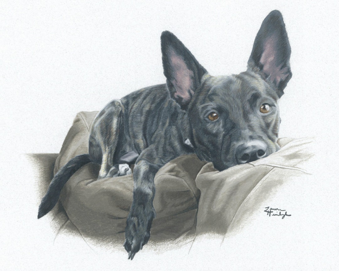 Print of Dutch Shepherd Mix Drawing - Etsy