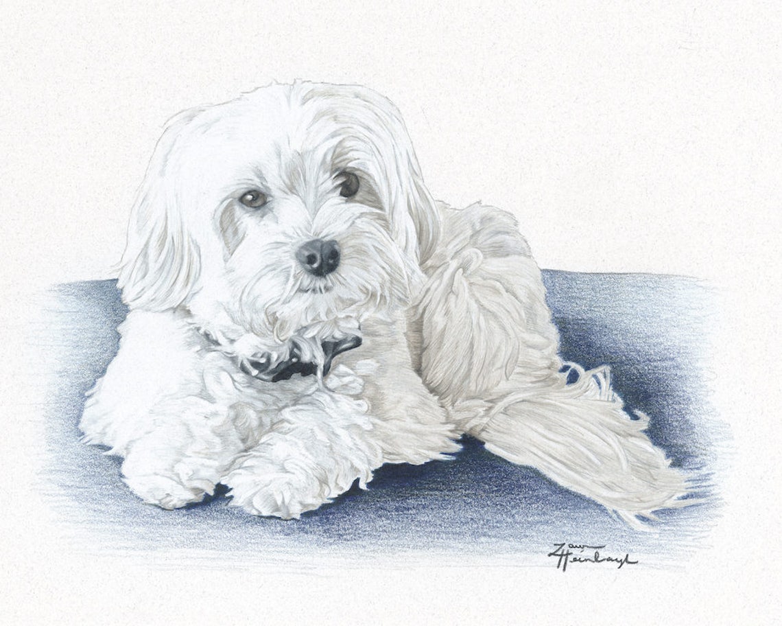 Print of Havanese Drawing - Etsy.de