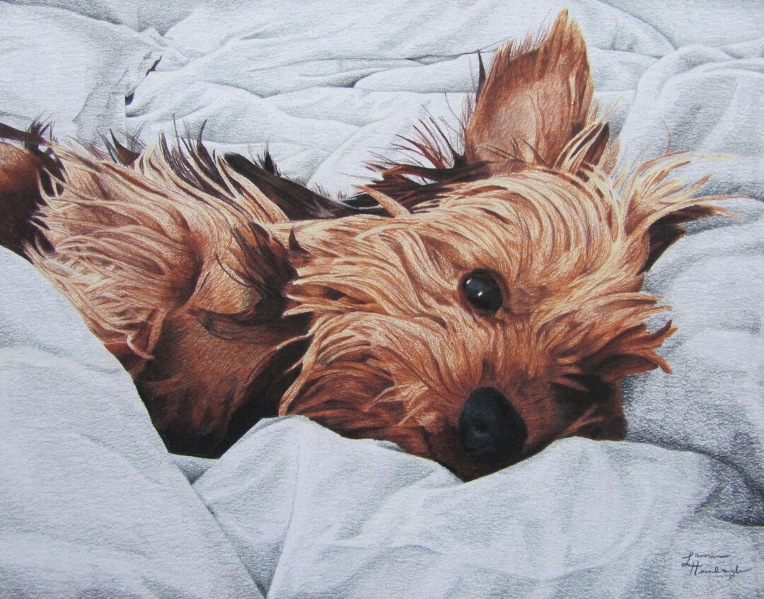 Print of Yorkshire Terrier Drawing - Etsy