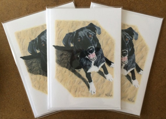 Lab Border Collie Mix