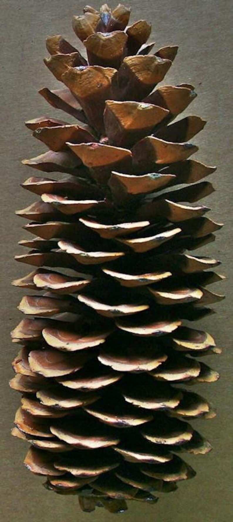 Giant Sugar Pine Cones - Etsy