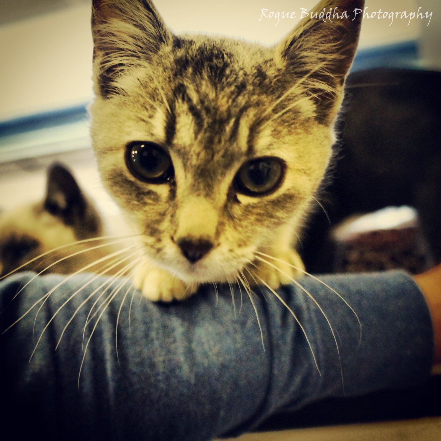 Betsy - Animal Shelter Cat Photograph, Adopted From the Seattle Humane ...