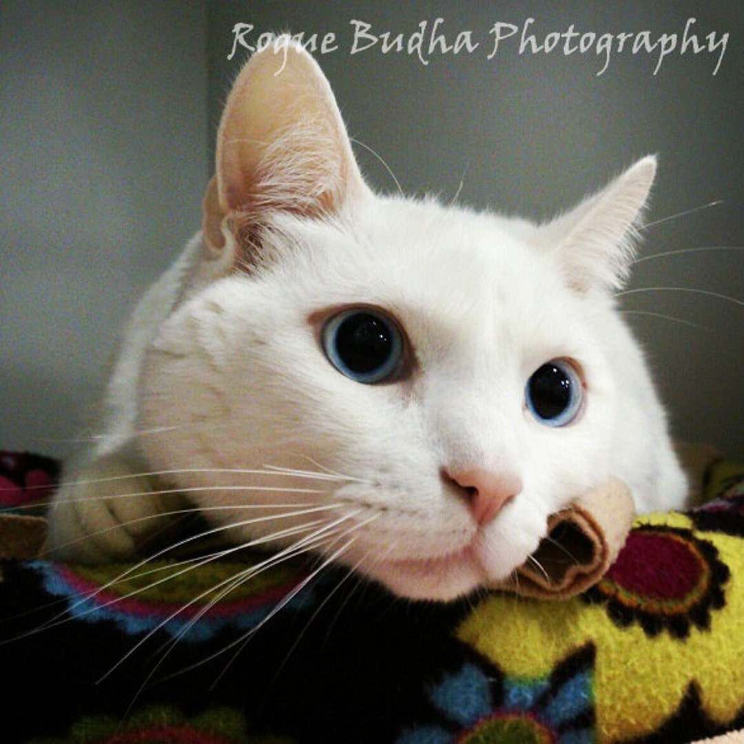 Tristan - Animal Shelter Cat Photograph, Adopted From the Seattle ...