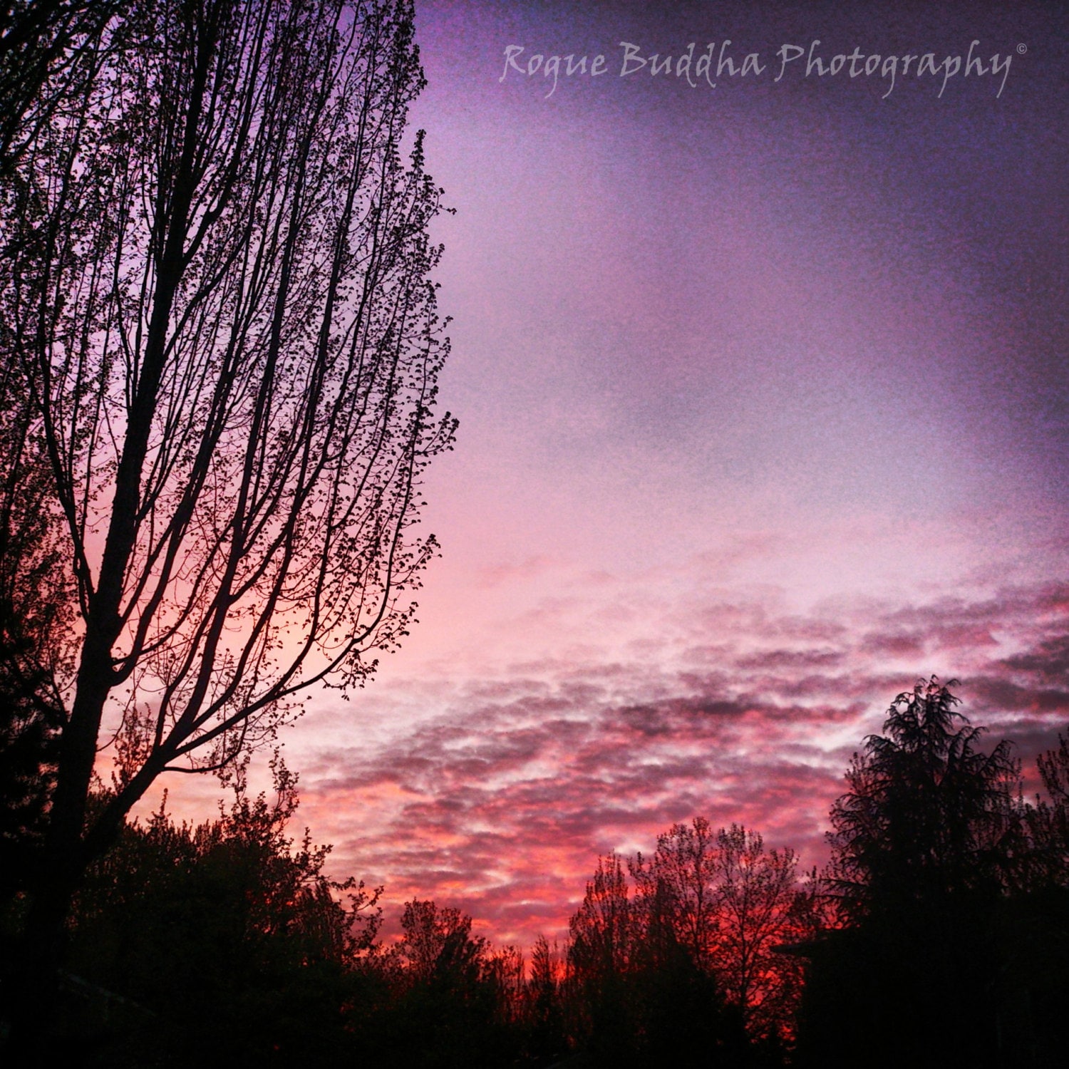 Pink Sunset With Tree - Etsy