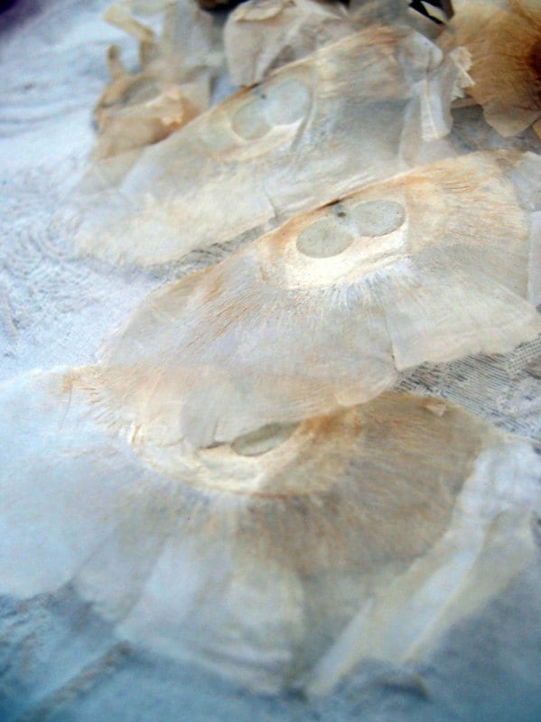 Angel Wings, Natural White - 2 Qts - Natural Confetti, Small Dried ...