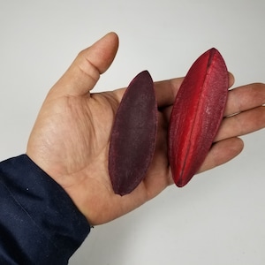 Triangle Pods-2 Quarts - Etsy