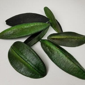 Triangle Pods-2 Quarts - Etsy