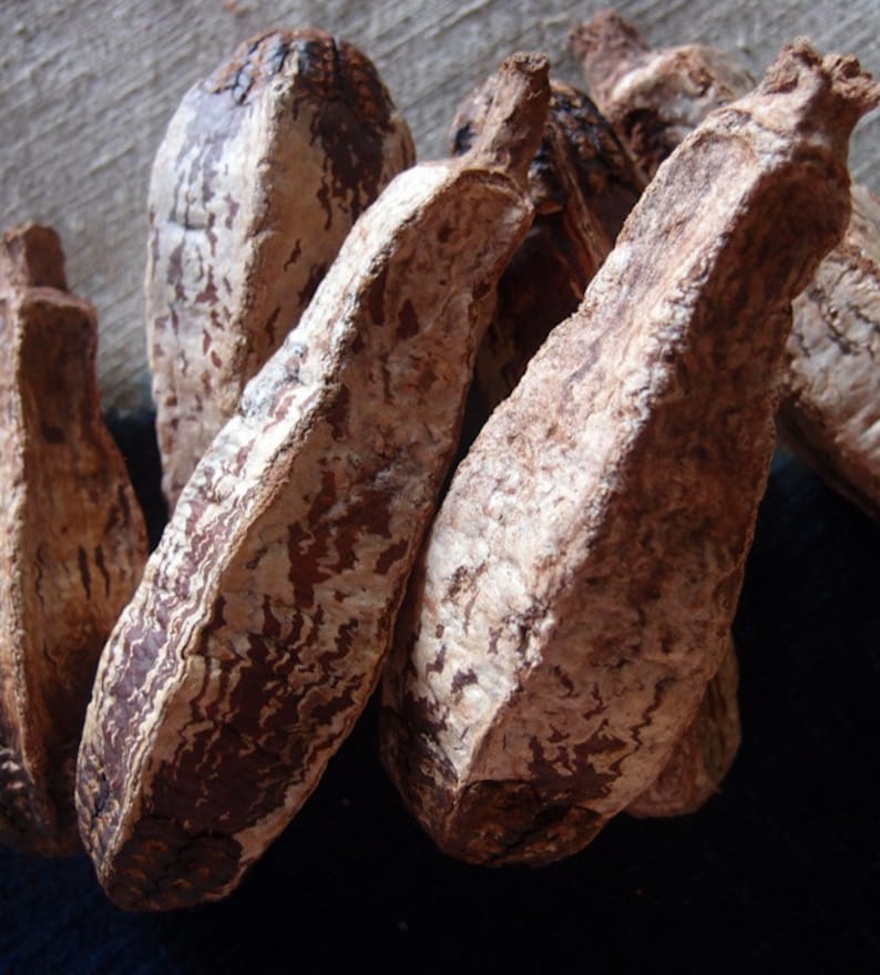 Dried Pods - Mahogany Pods Natural 16 Pieces- Gourds - Etsy