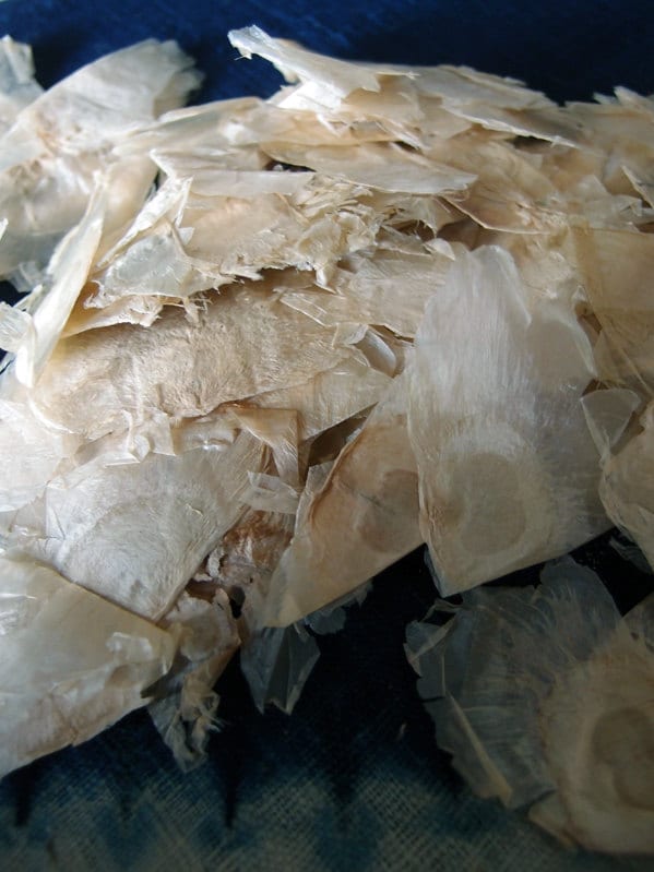 Angel Wings, Natural White - 2 Qts - Natural Confetti, Small Dried ...