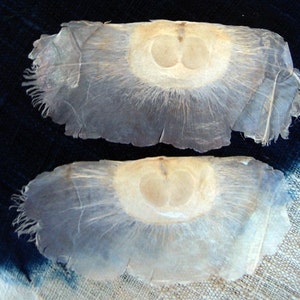 Angel Wings, Natural White - 2 Qts - Natural Confetti, Small Dried ...